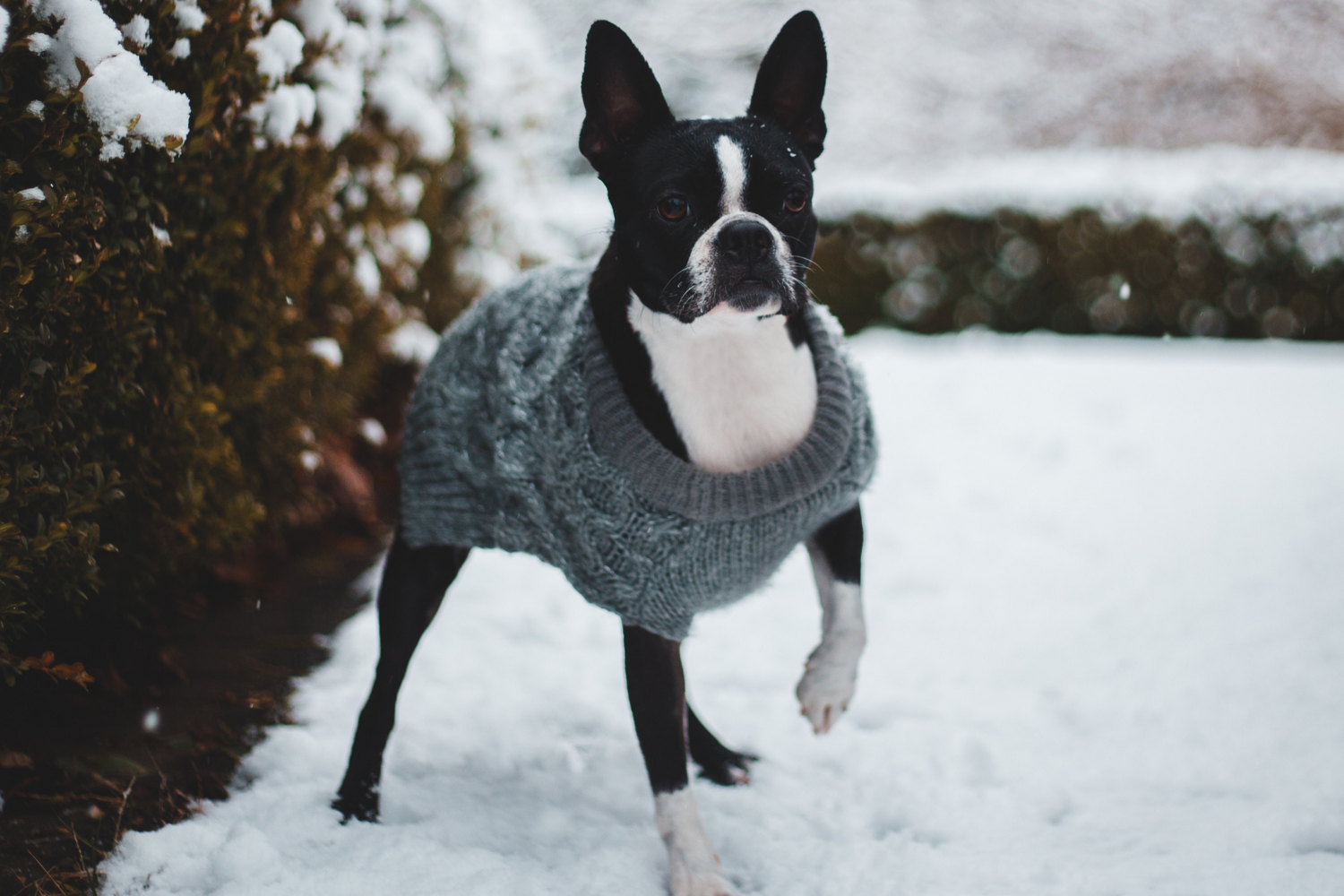 Getting your Dog Winter Ready – Cronch Dog Treats
